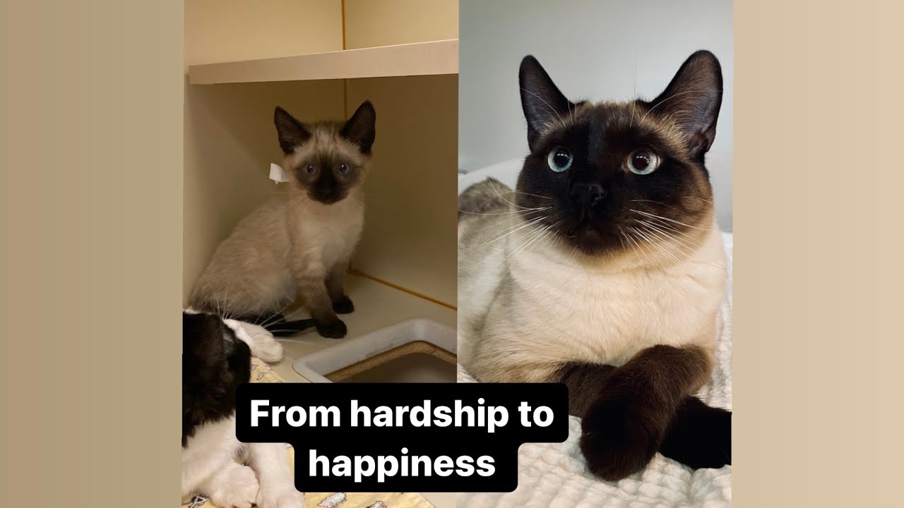 How a Siamese Cat Found its Forever Home and Became a Happy Pet: A ...
