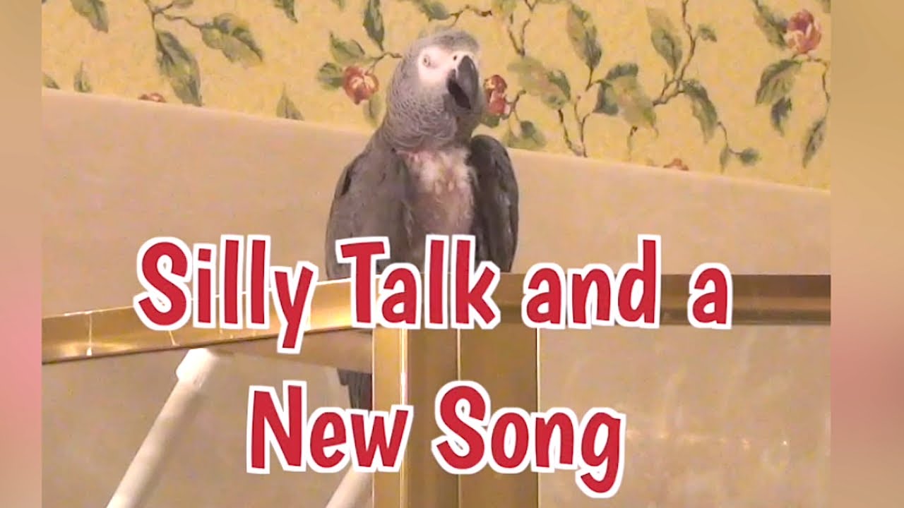 Silly Talk and a New Song! - YouTube