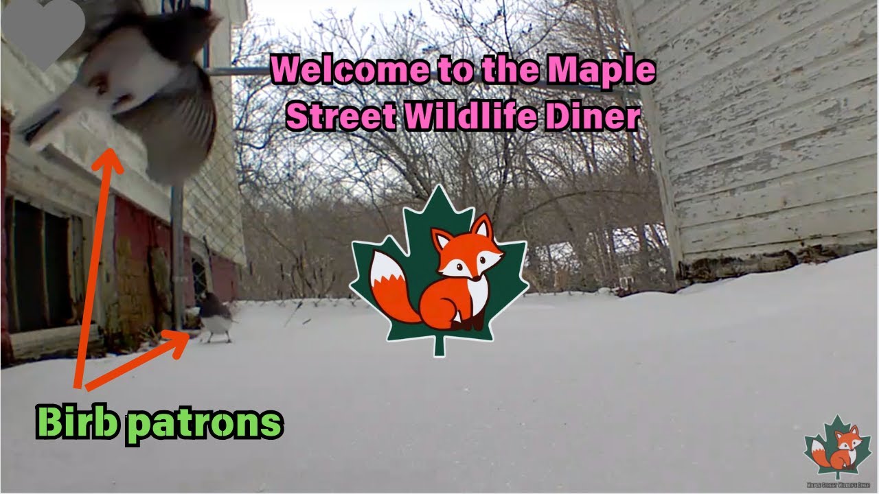 Tiny Birds Pop & Hop - YouTube