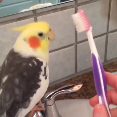 parrot make brushing teeth sound - YouTube