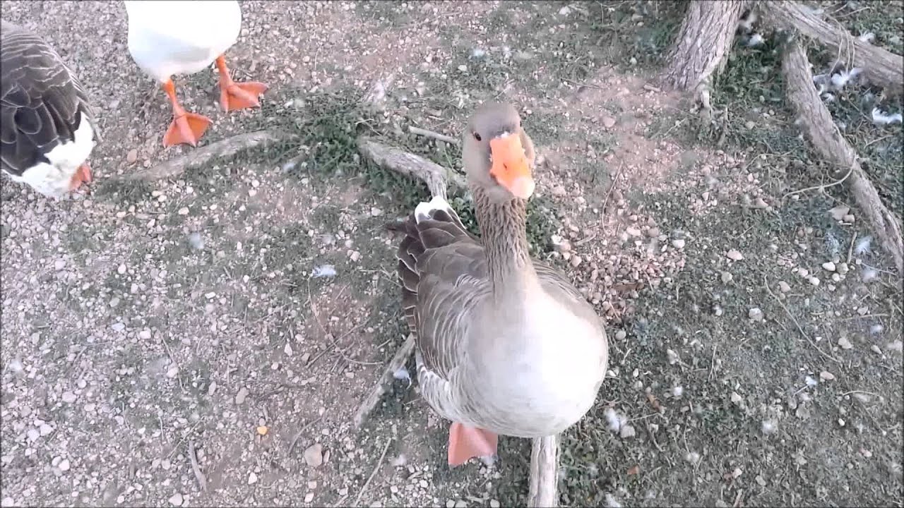 Feeding the crazy geese and ducks at Comanche Trail Park - YouTube