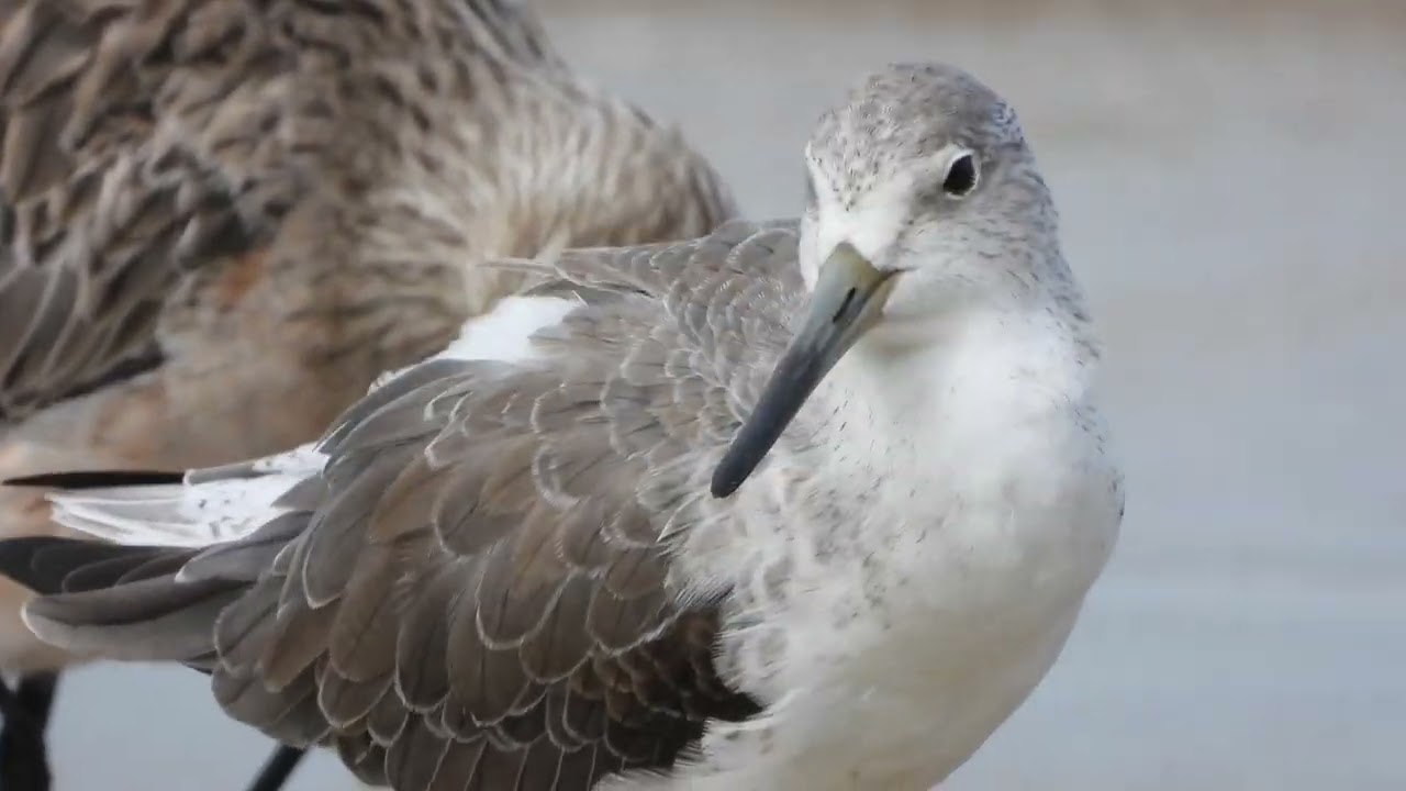 Nordmann's Greenshank (Tringa guttifer) - YouTube