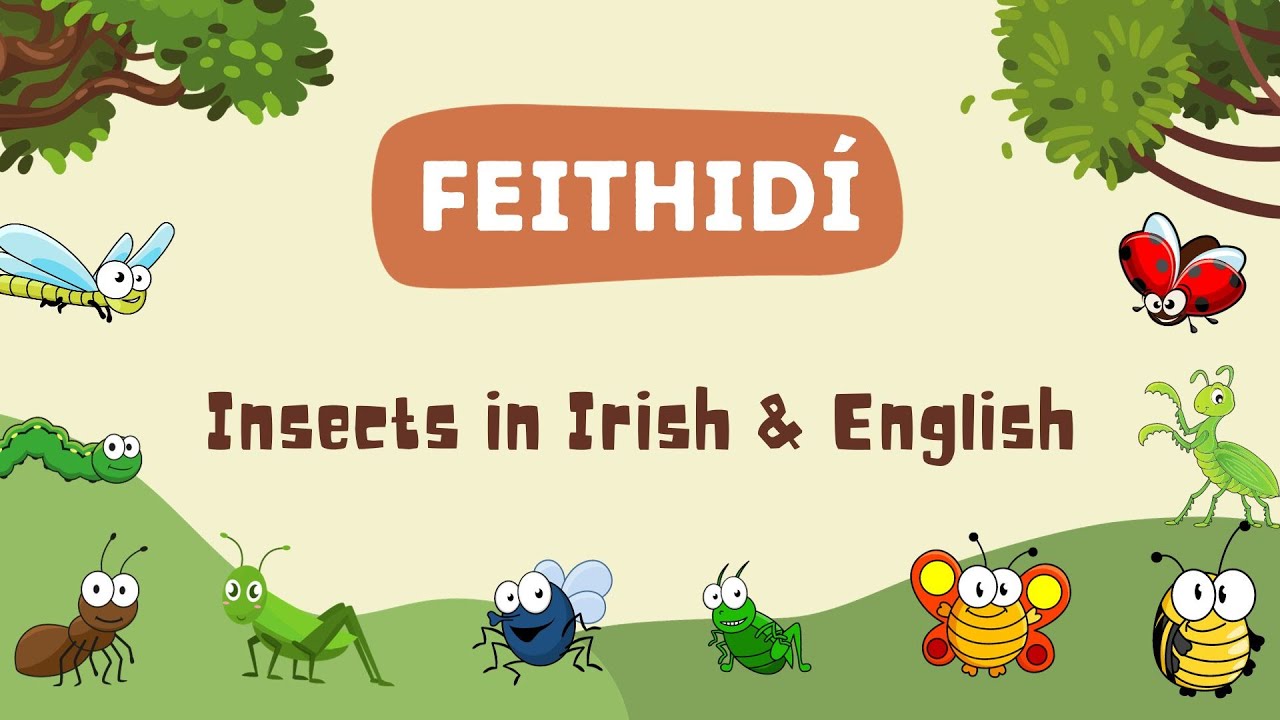 Feithidí - Insects in Irish & English - YouTube