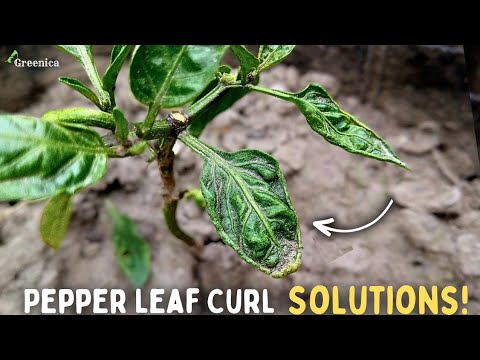 5 Tips to Cure Pepper Leaf Curl Disease! (SECRETS*) - YouTube
