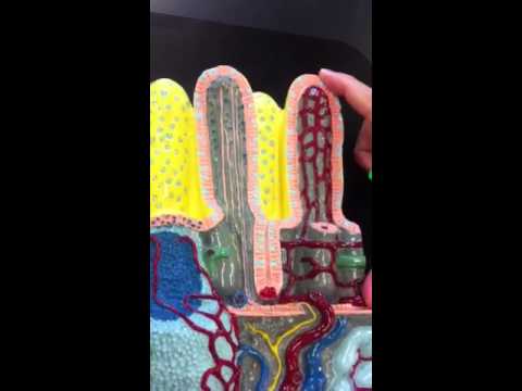 Ileum part model villi - YouTube