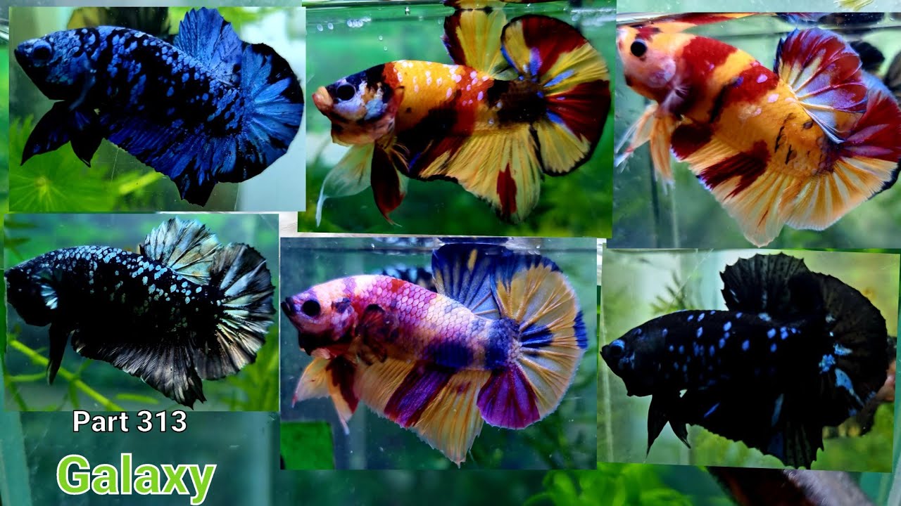 Khuyến mãi ngày Lễ 30/4 - Tuyển chọn cá betta nền vàng candy, galaxy ...