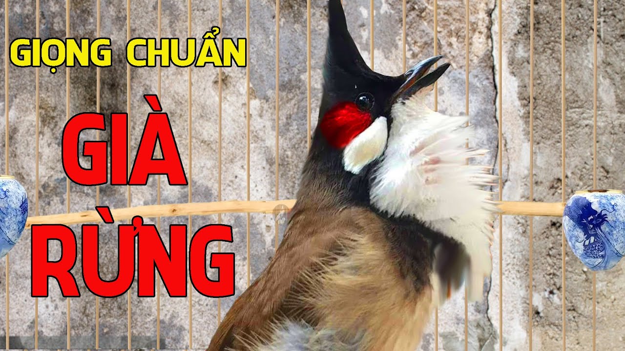 Chào Mào Song Kon Hót Hay - Ép Chào Mào Má Trắng,Chào Mào Non Dễ Học ...