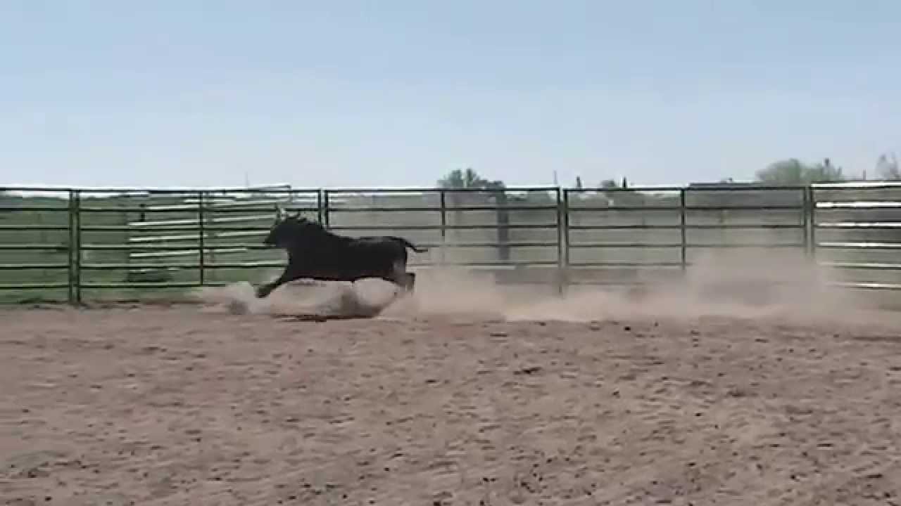 BB 135 Kryptonite, 1st x Dummy, Bucking Bull 2014 - YouTube