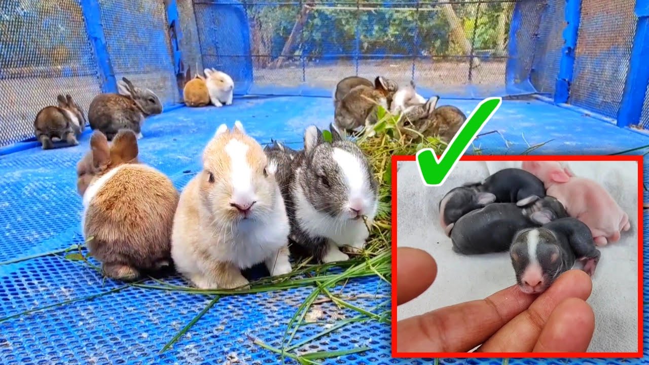 Baby Rabbit | Baby Rabbit growing Day By Day [ 1 Day to 12 Days ] - YouTube