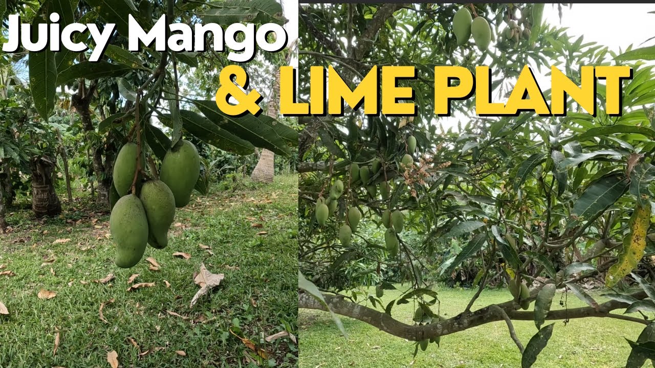 Tropical Harvest: Mangoes and Limes from Our Backyard in Vanuatu! - YouTube