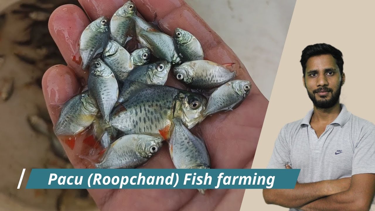 Pacu (Roopchanda) Fish Farming, Pacu Fish Farming in Pond. - YouTube