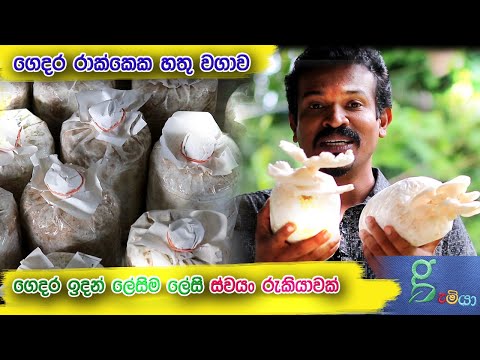 පෝර ඕනෙ නෑ.  කඩන්න කඩන්න පිපෙනවා. පැකට් වික්කනම් සල්ලි how to grow mushroom in sri lanka