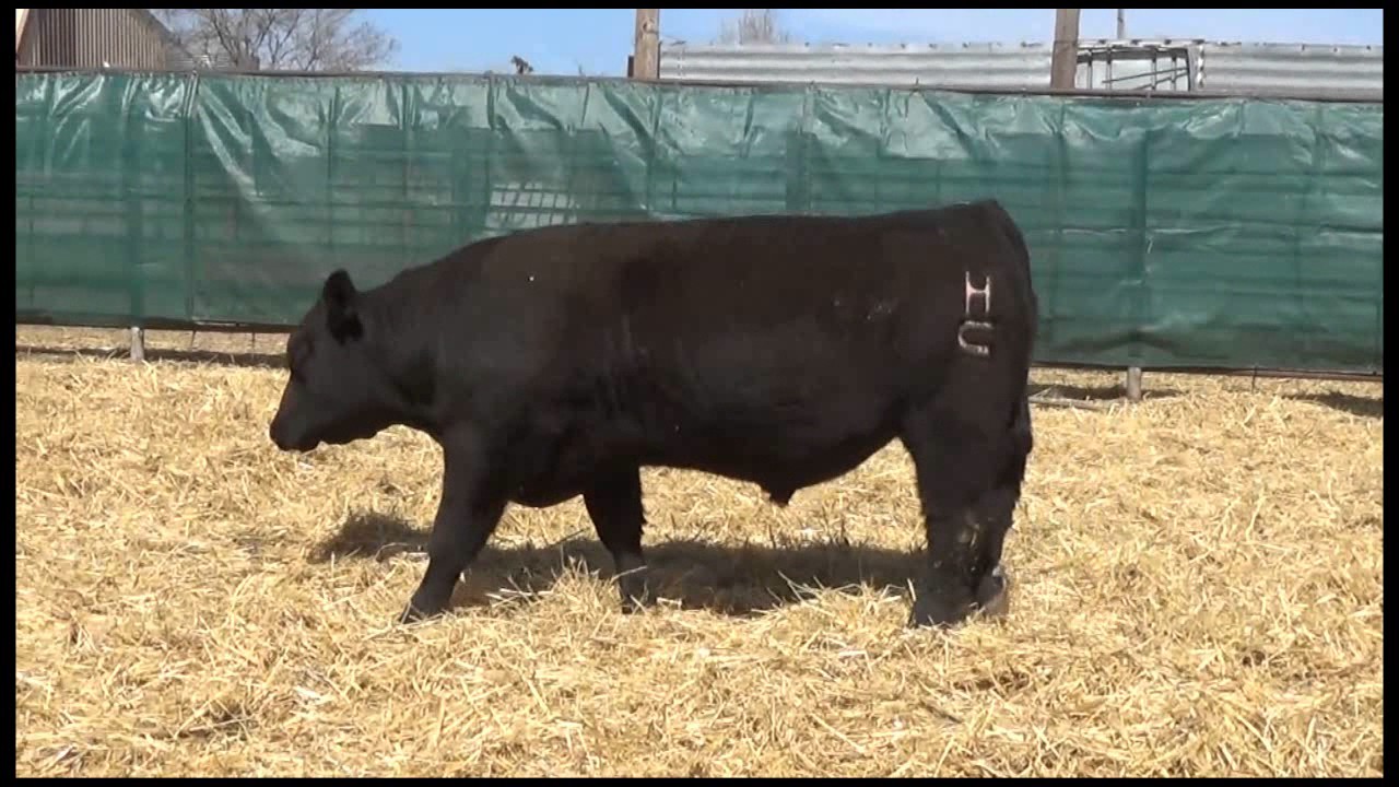Dusty Prairie Ranch Lot 11 226HH 2017 Bull Sale - YouTube