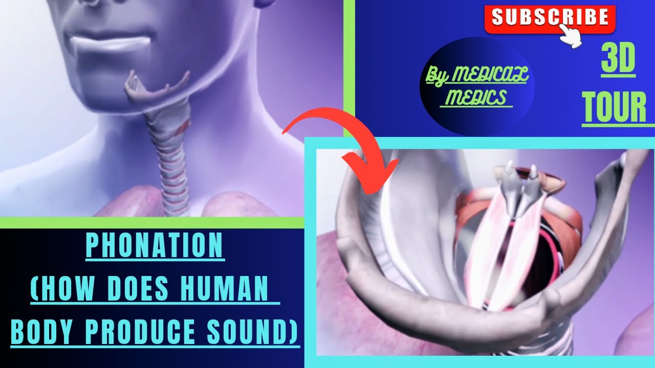 Phonation | How Does Human Body Produce Sound | Medical Animations ...
