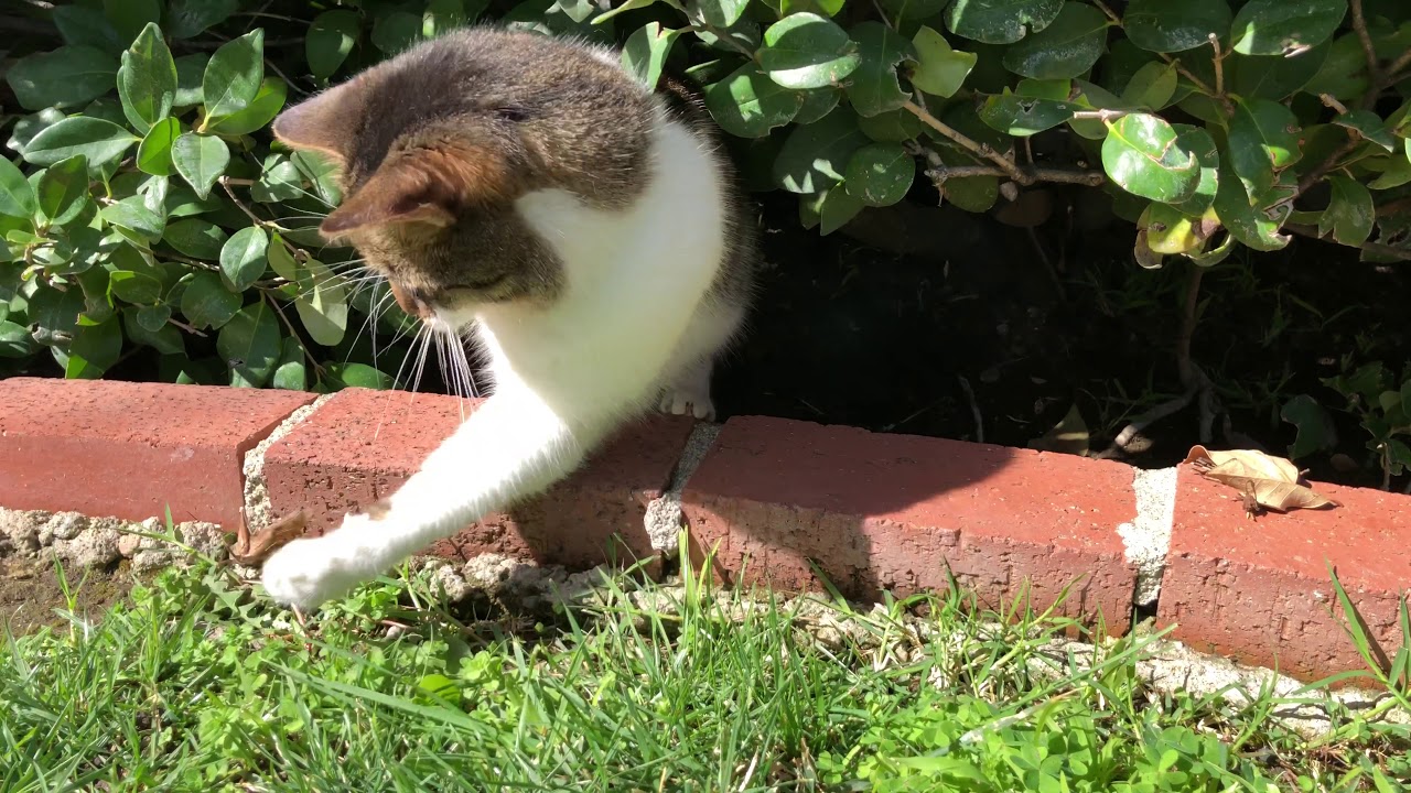 Cat plays with Grasshopper - YouTube