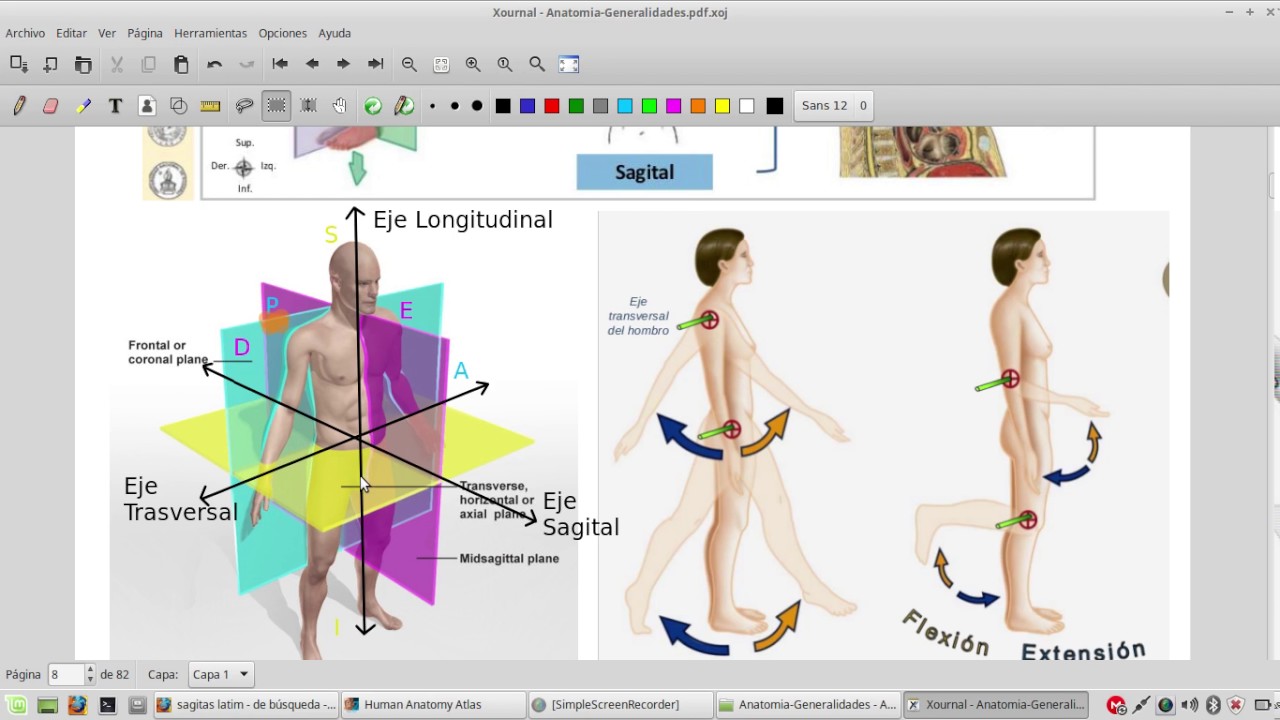 Planos E Eixos Anatomicos EDULEARN
