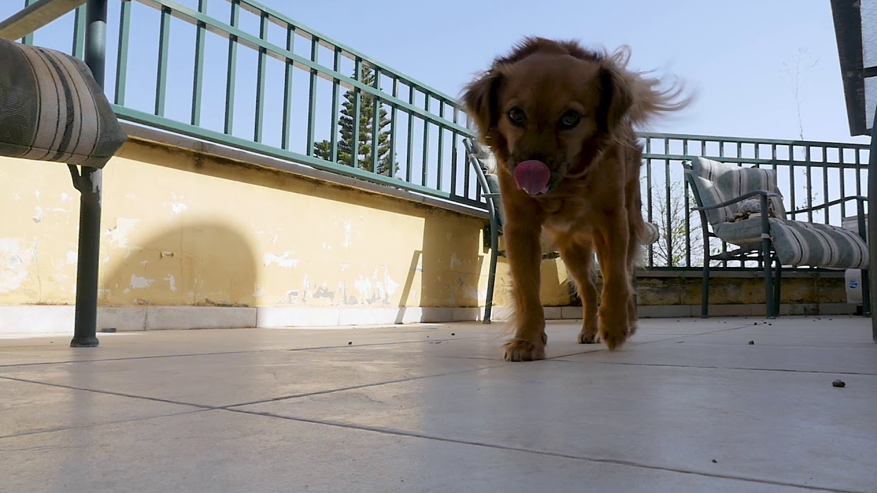 Dog in Slow Motion - YouTube