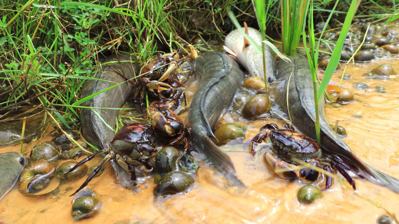Wow ! Founding A Lot Fish Crab Snail Trying Jumping & Climbing From The ...