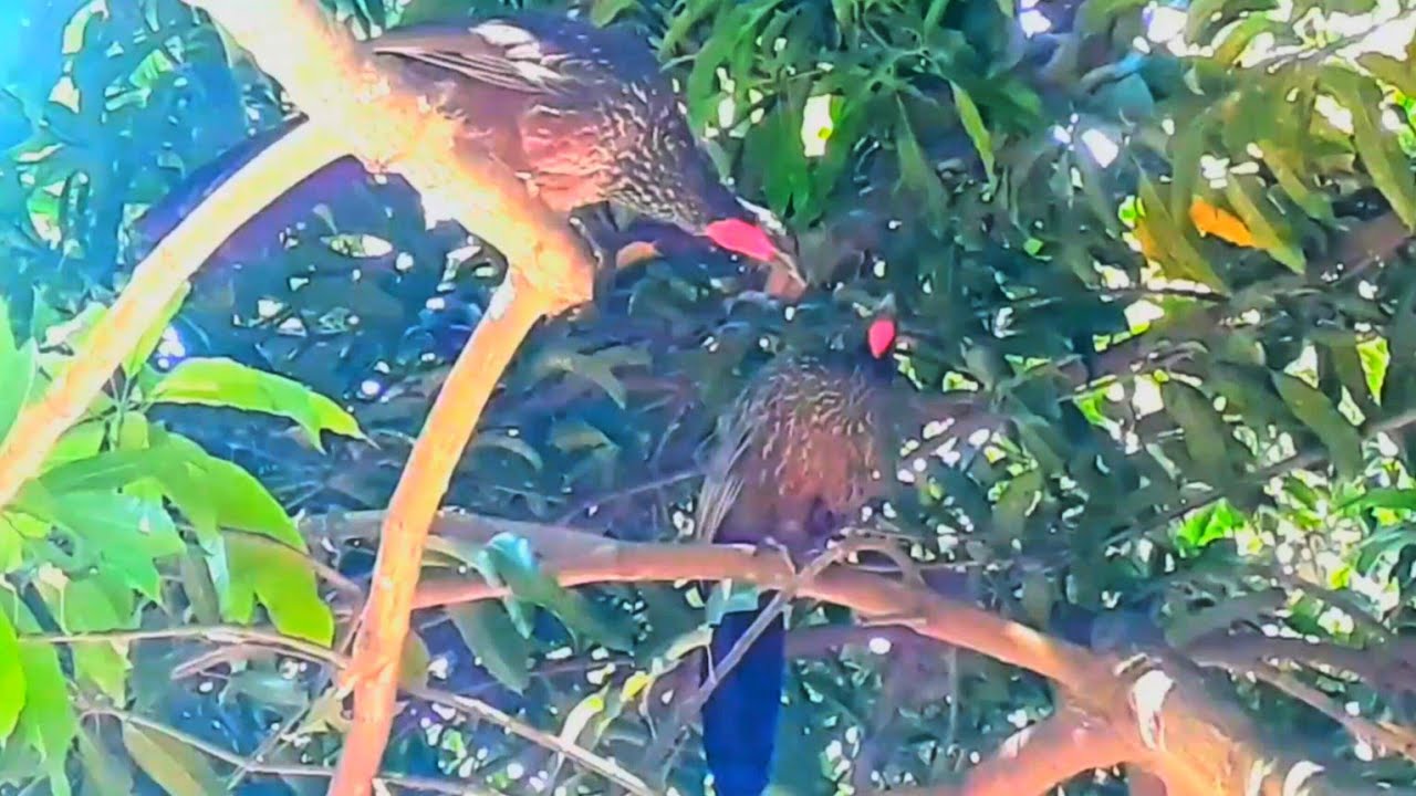 Jacu em cima da árvore Jacuaçu Penelope aves craciformes, guans, pava ...