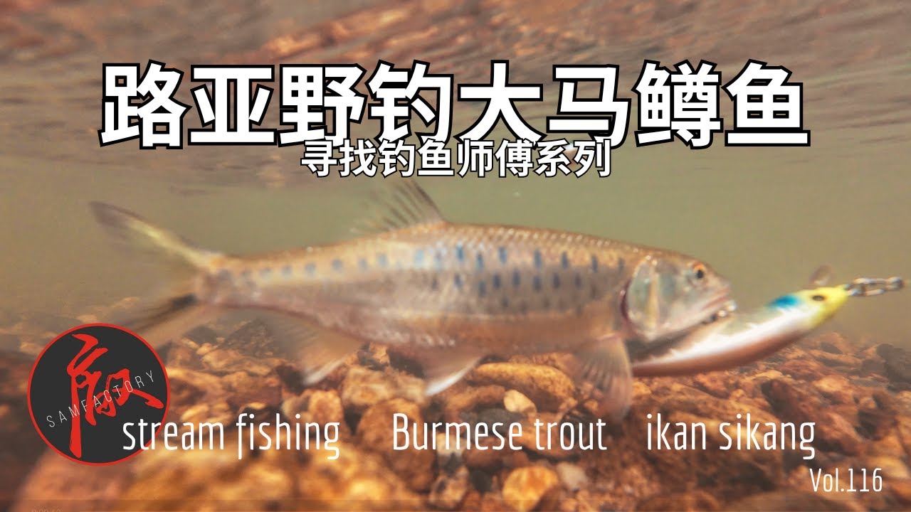 Vol.116 路亚野钓大马鳟鱼 STREAM FISHING IKAN SIKANG #fishing #路亚 #钓鱼技巧 #溪流钓 ...