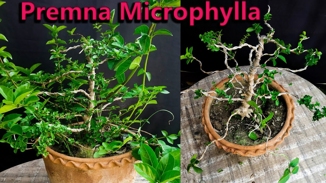 How to wiring premna microphylla tree on the branches//Samaresh Bonsai ...
