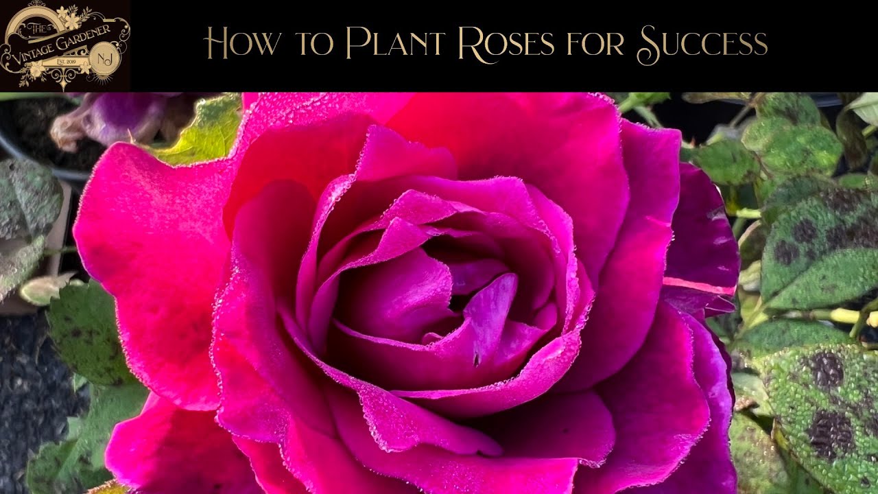 How to Plant Roses for Future Success - YouTube