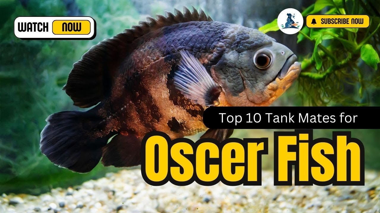 Oscar Fish Tank Mates You Need to Know: Compatible Species for a ...
