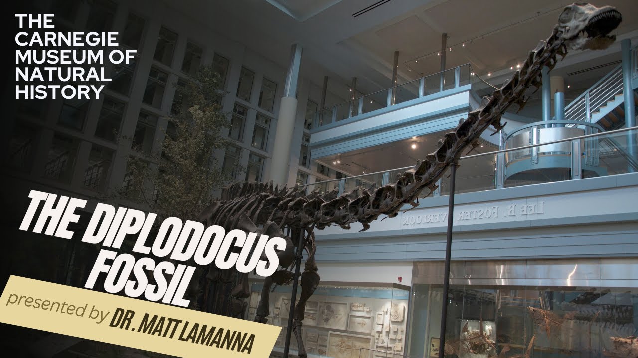 Extra Credit - Carnegie Museum of Natural History: Diplodocus Carnegii ...