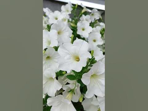 #shorts Петуния Опера Суприм "ВАЙТ"#flowers #цветы #сад #garden # ...