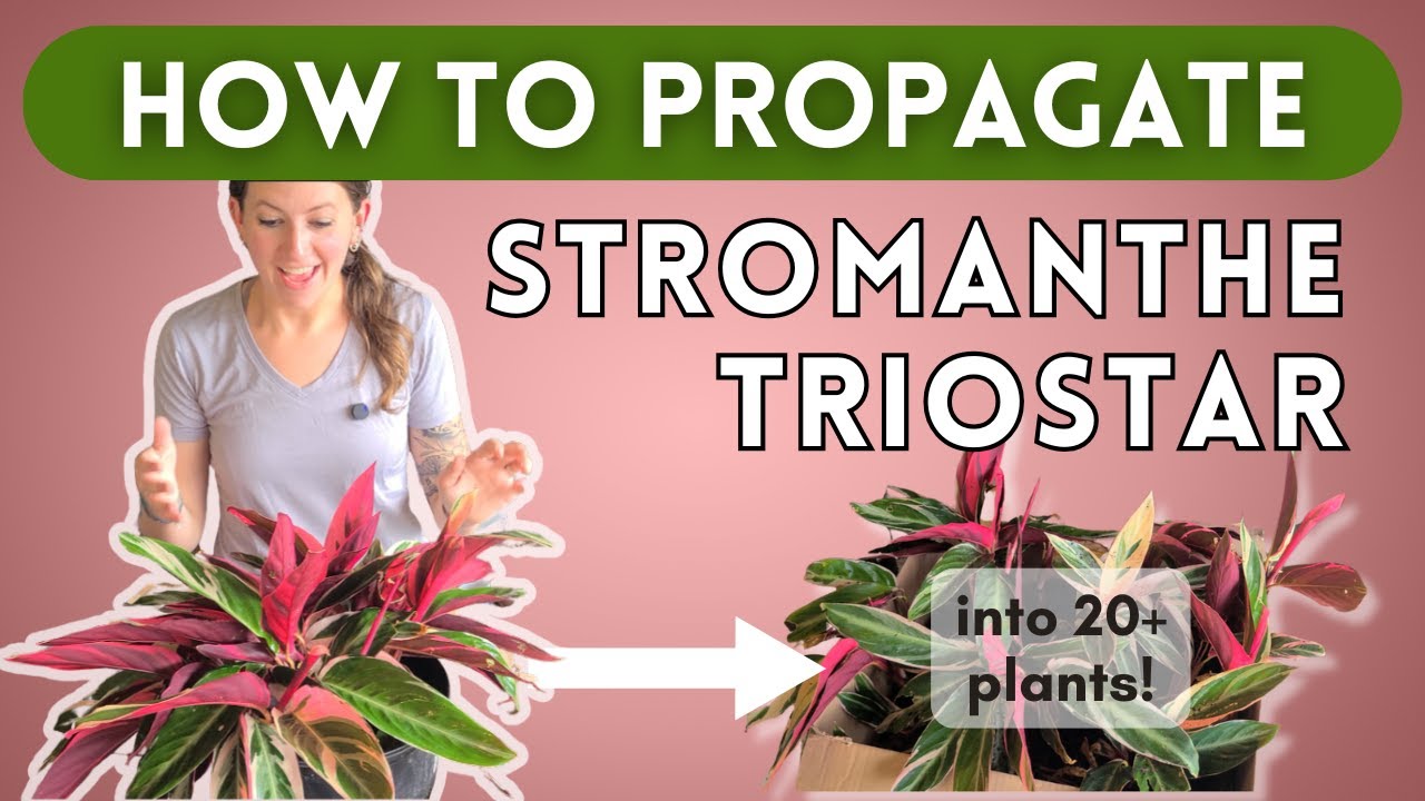 How to Propagate a Stromanthe Triostar | Step-by-Step Guide - YouTube