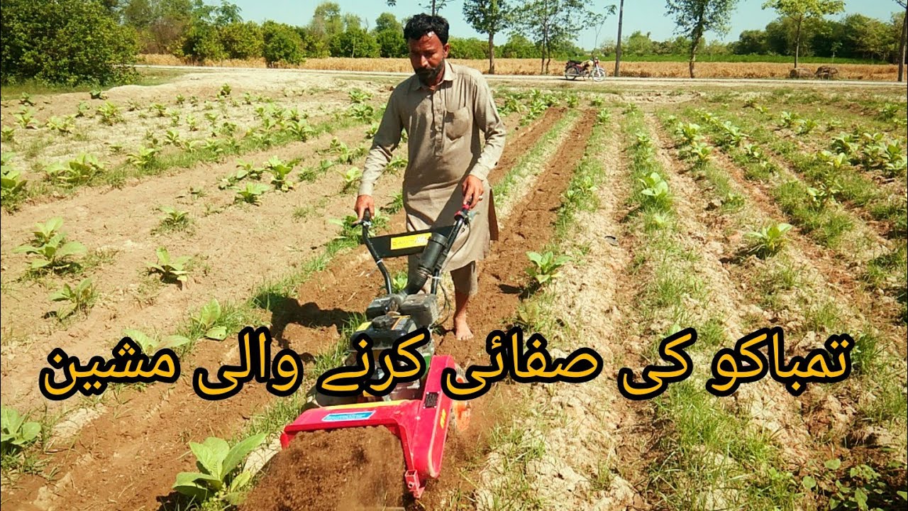 Amazing work •||• tambaku Ki Safai machine ke sath man kar raha hai ...