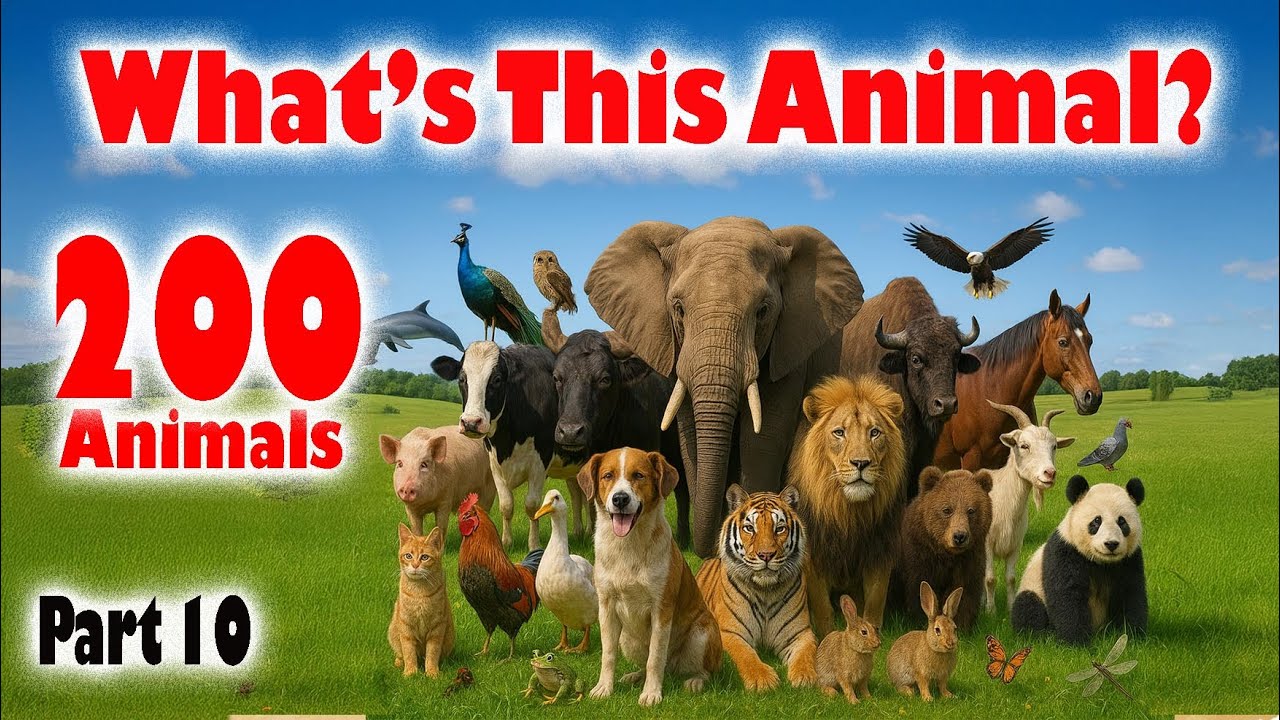 What’s This Animal? | Learn Animal Names for Kids | Part 10 - YouTube