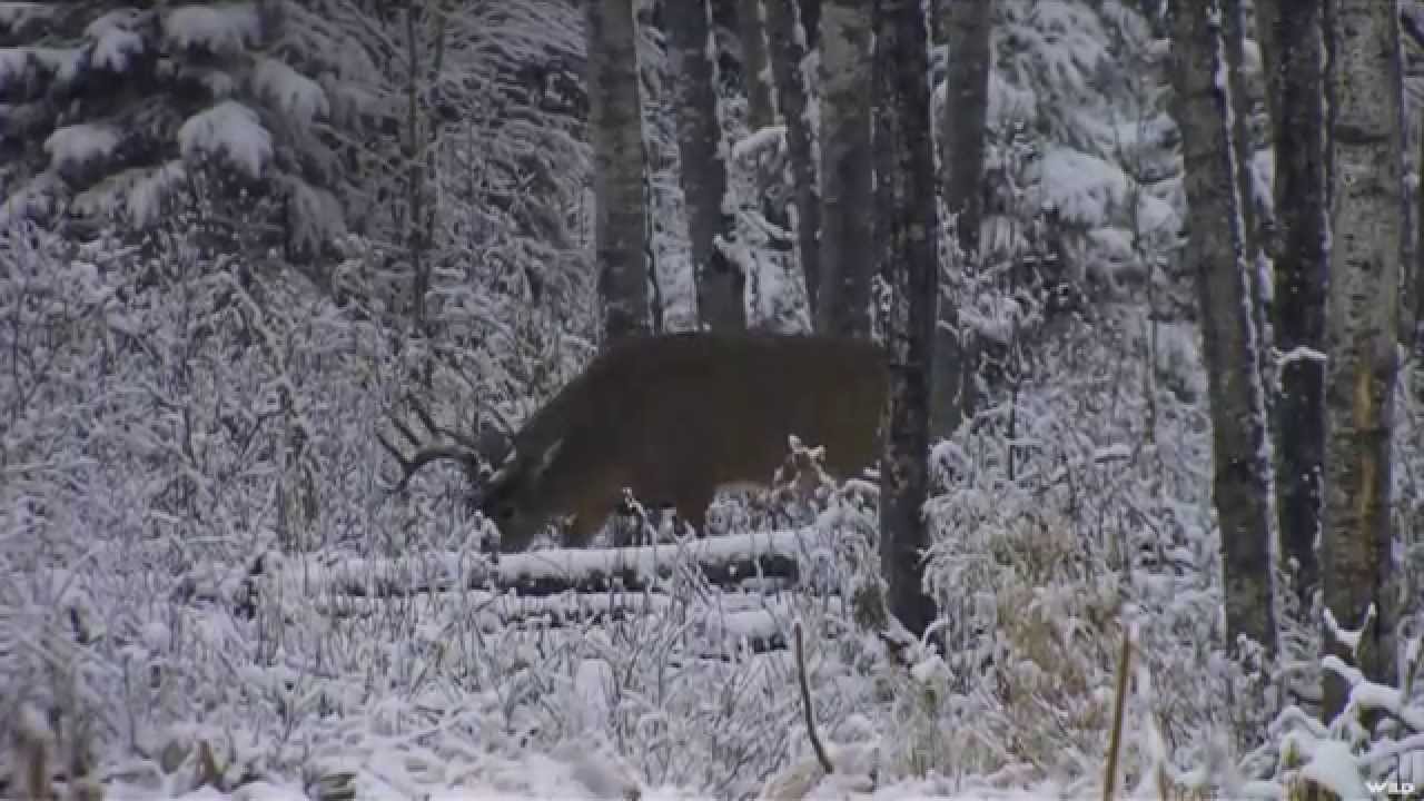 Hunting Whitetail Deer with Canadian Whitetail TV - YouTube