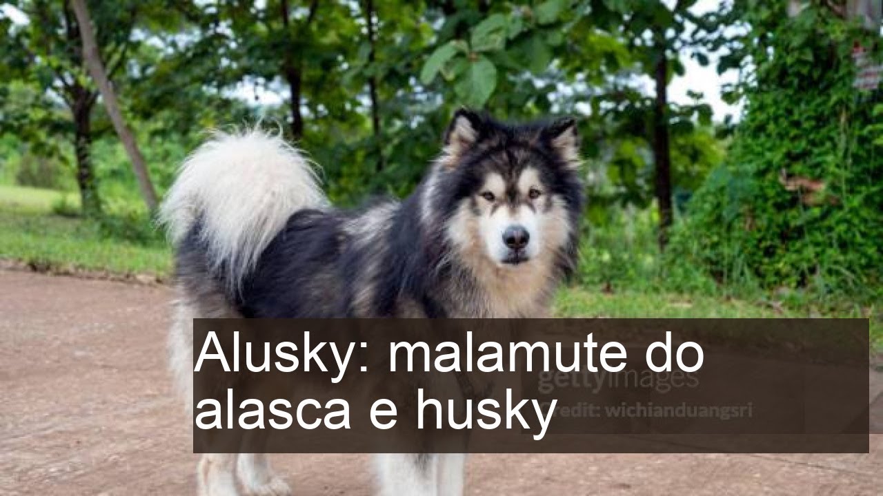 Alusky - Tudo sobre o malamute do alasca com husky - YouTube