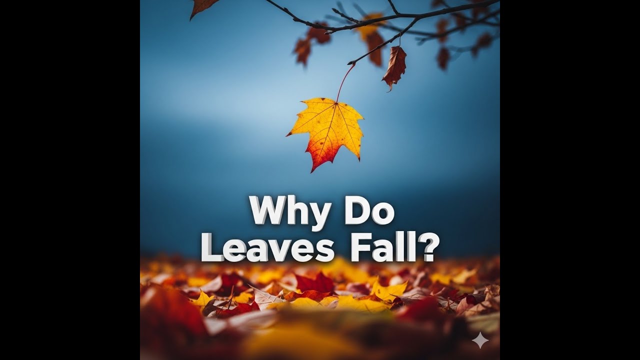 Why Do Leaves Fall? (The Simple Scientific Reason) | Truvenor #fall # ...