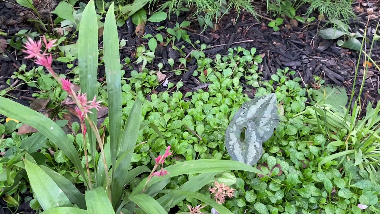 Plant Profile: A fabulous sedge with handsome flowers - YouTube