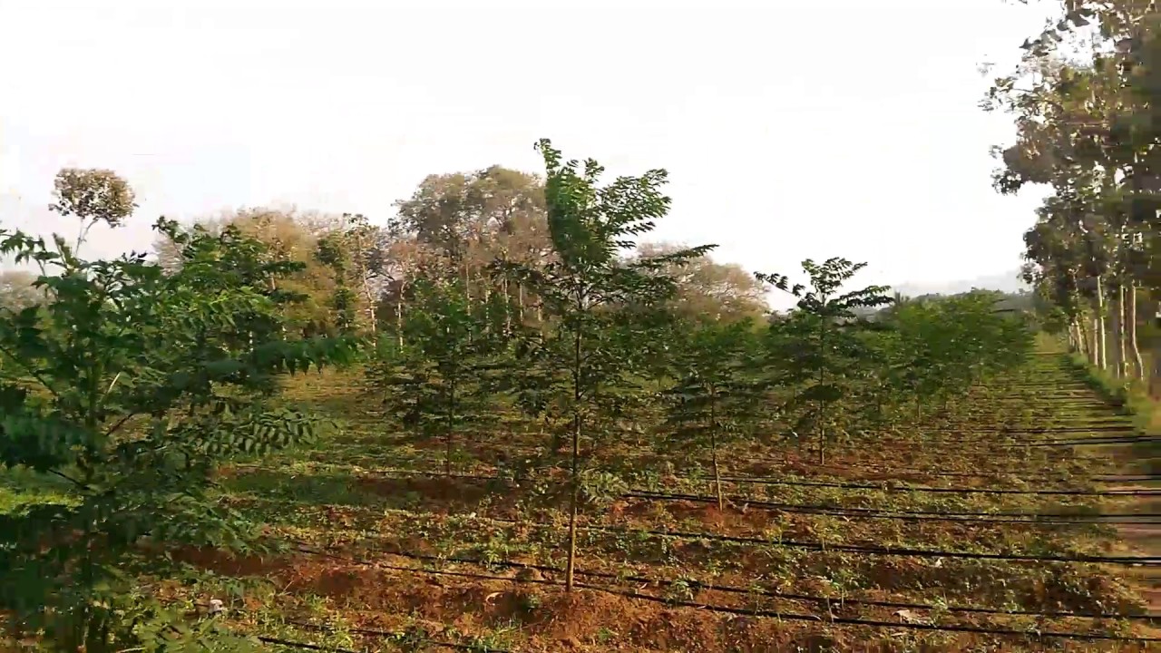 Planted 700 malai vembu saplings - YouTube