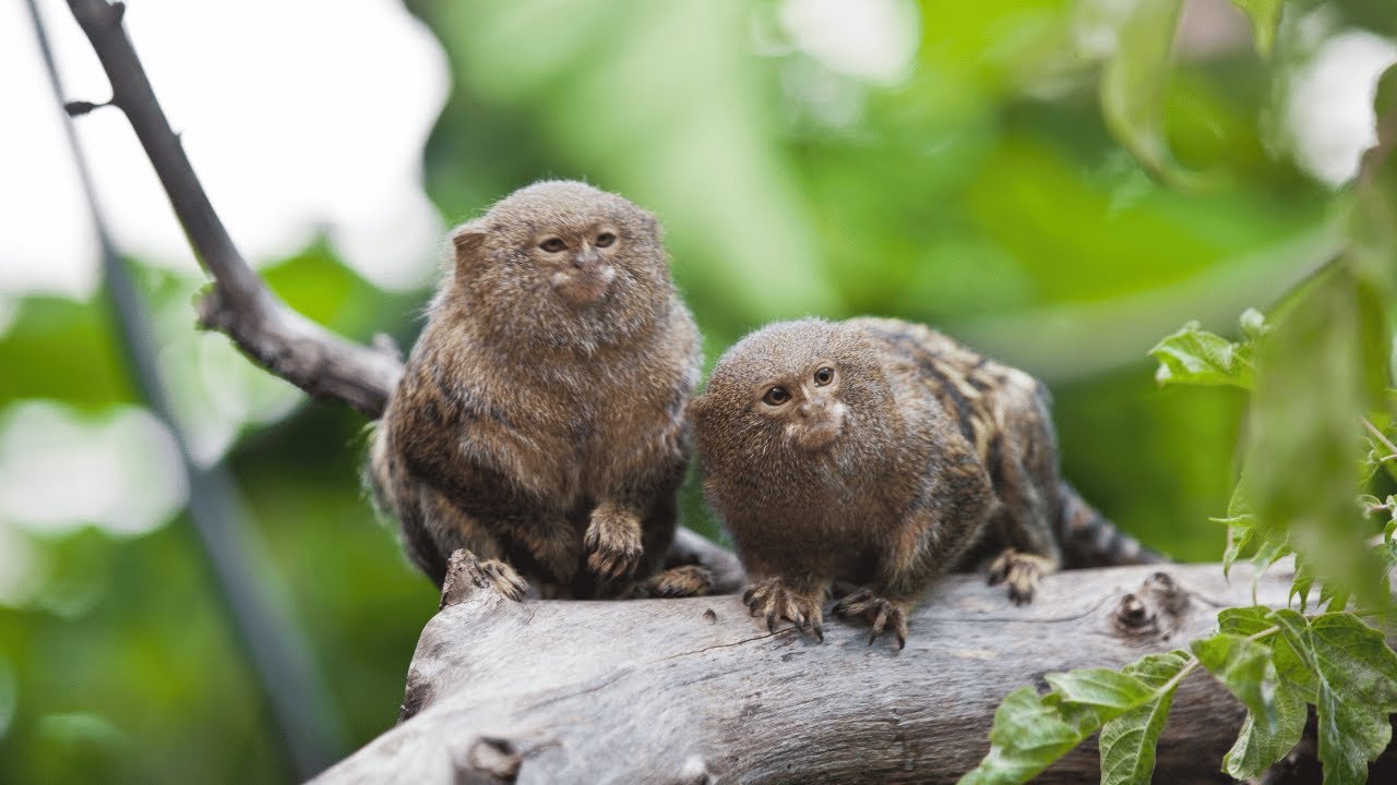 Unleash the Cutest Pygmy Marmoset Videos in 4K Ultra HD -A Close Look ...