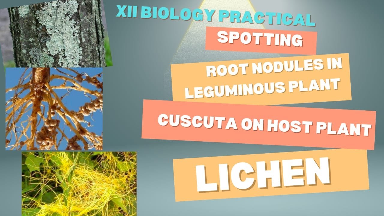 Spotting- Leguminous plants, Cuscuta, Lichens/XII Biology Board ...