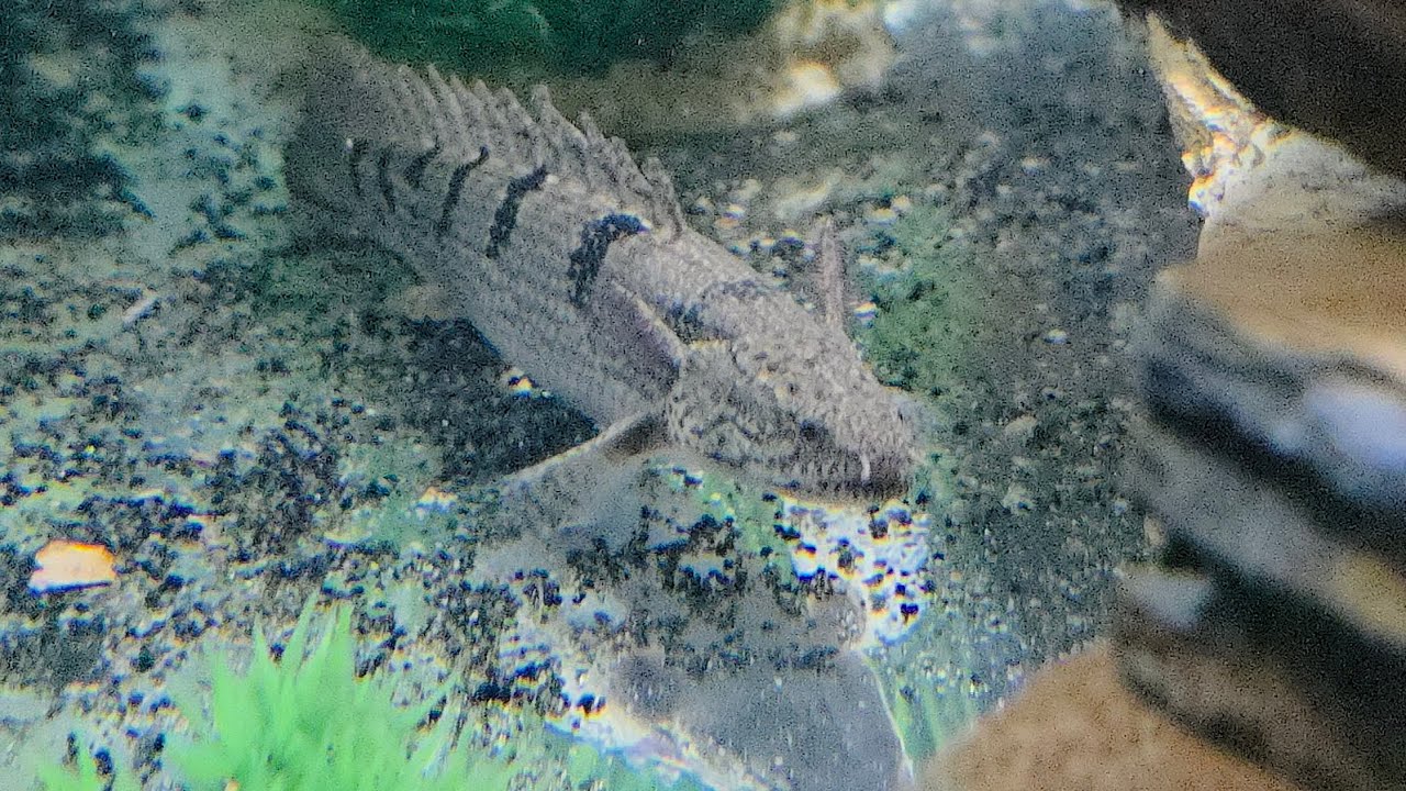 Just an update on Predatory Fish. #bichar #oscars #firemouth #pikegar # ...