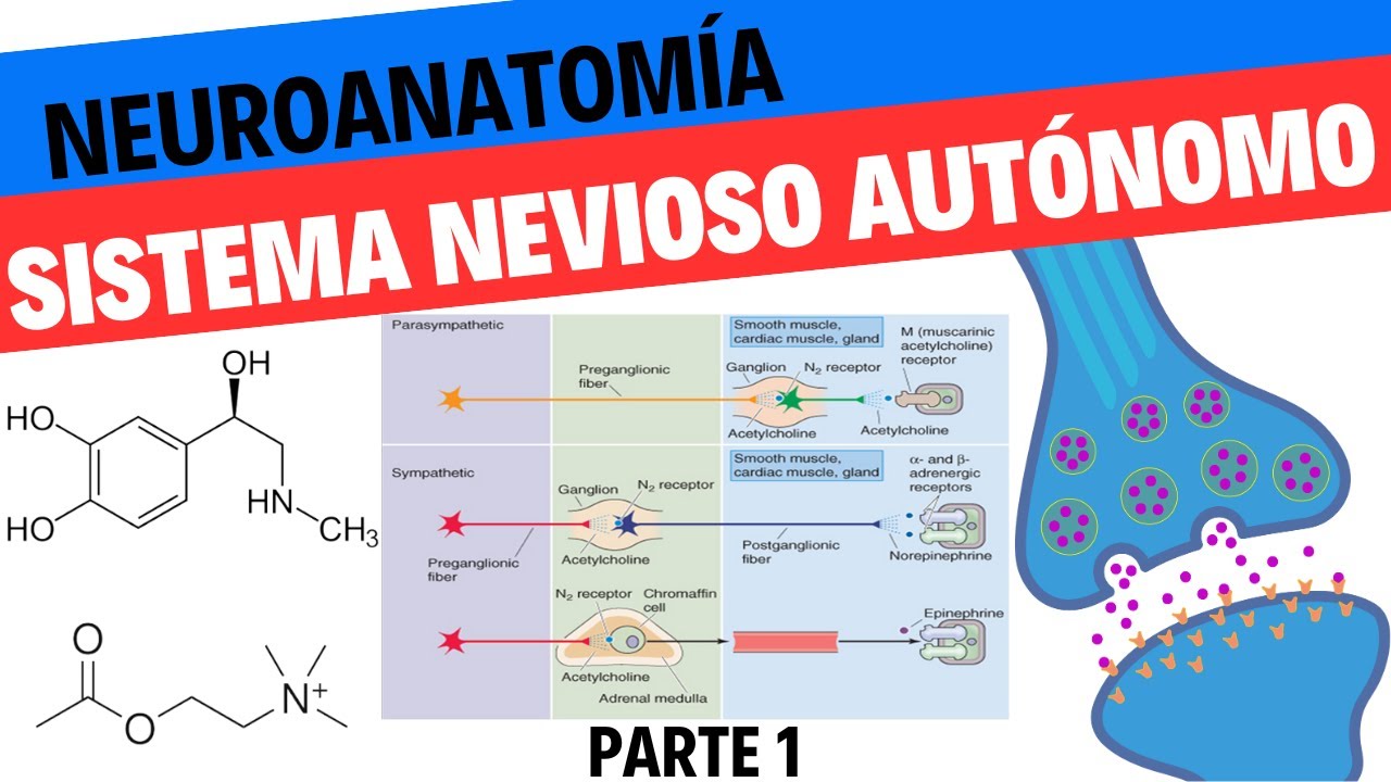 Neuroanatomía y fisiología del sistema nervioso autónomo. Parte 1 ...