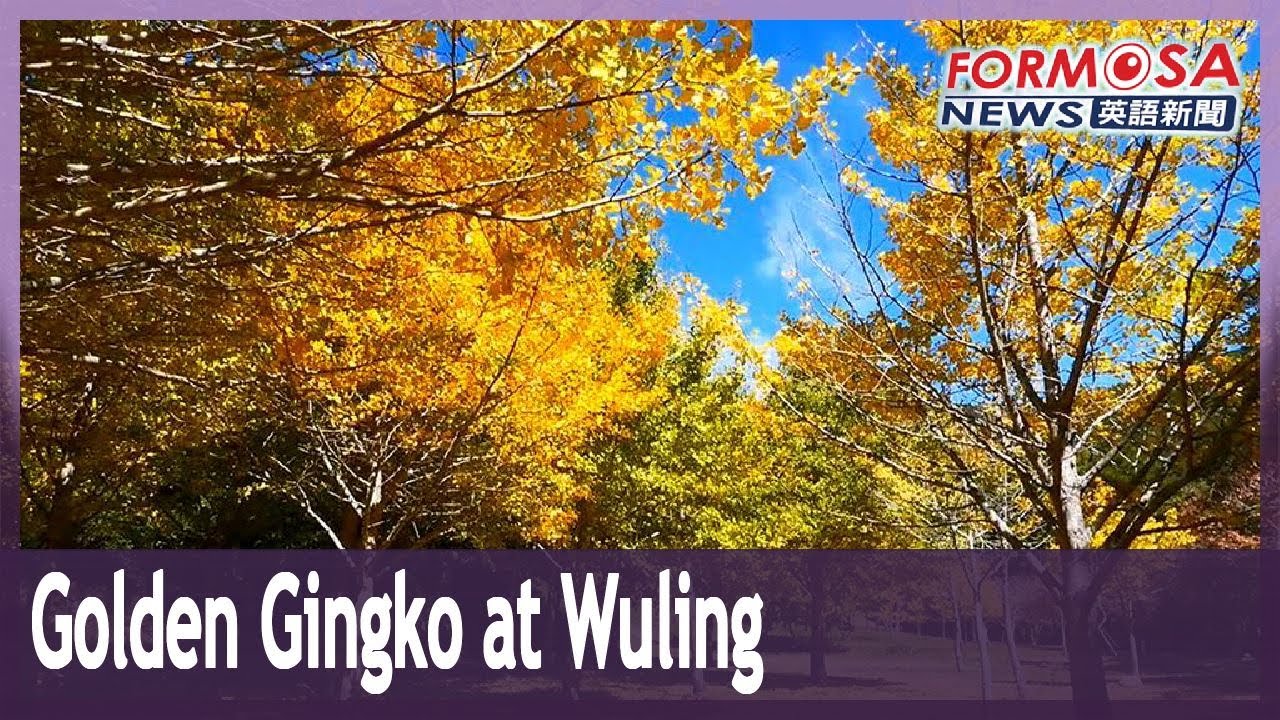 Canopy of golden gingko trees delights visitors to Wuling Farm - YouTube