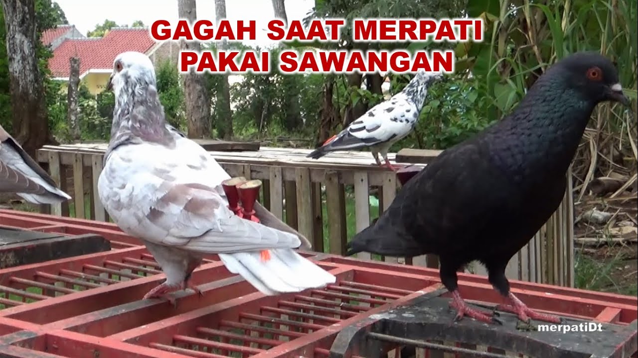 GAGAH Merpati Pakai SAWANGAN #pigeon - YouTube