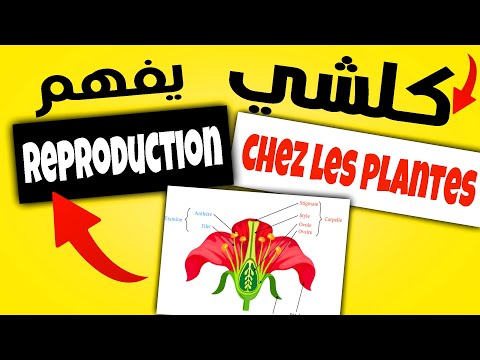 la reproduction chez les plantes à fleurs svt 2ac - YouTube