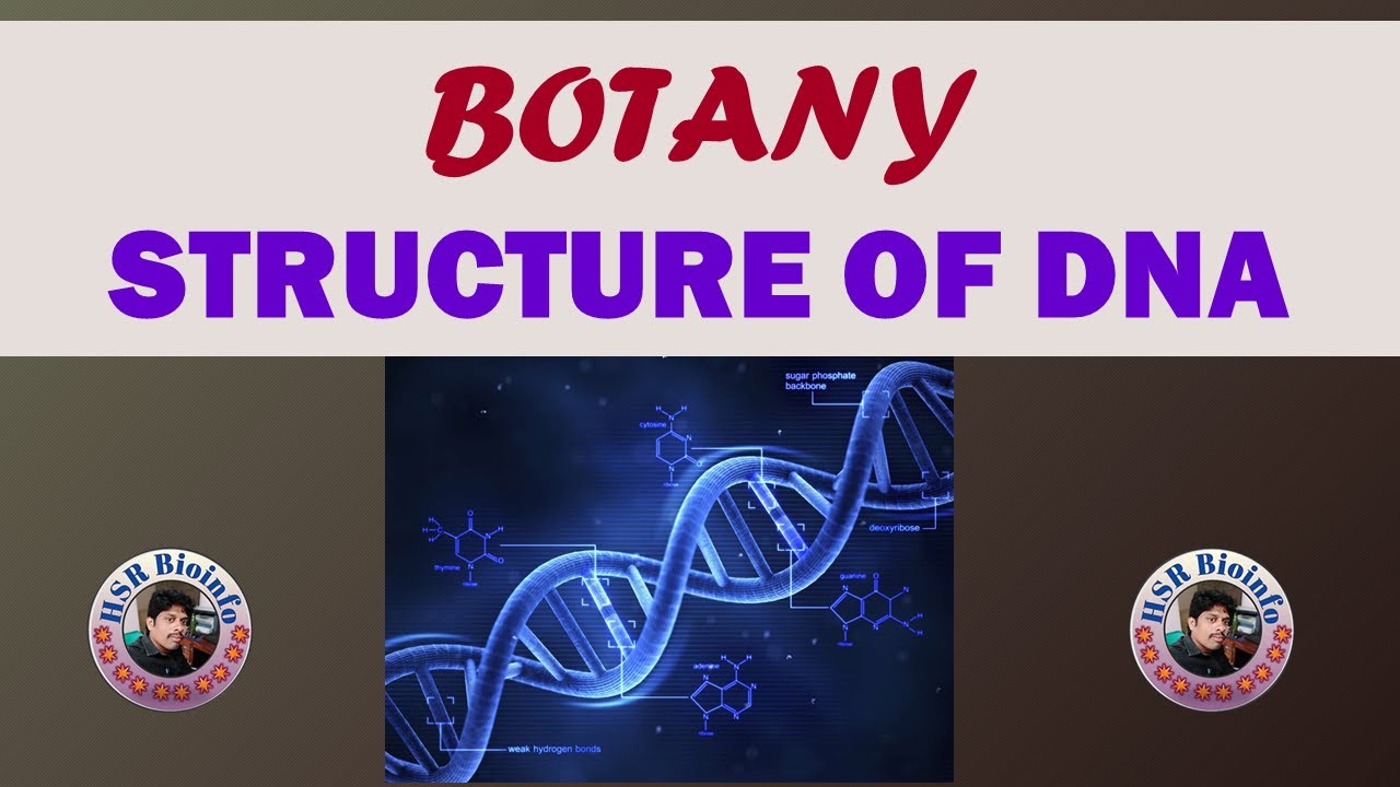 STRUCTURE OF DNA | BOTANY-4TH SEMESTER-PAPER 2 | HSR BIOINFO - YouTube
