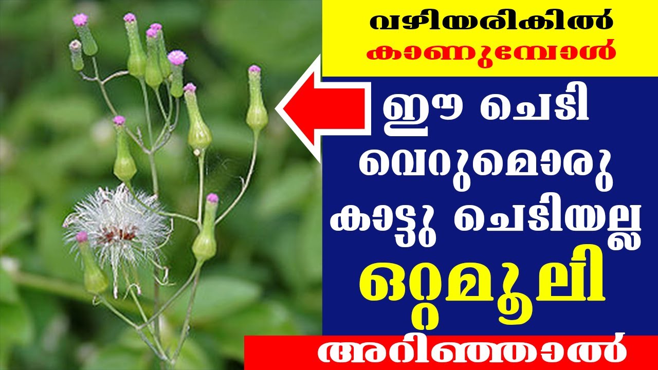 വഴിയരികിൽ കാണുമ്പോൾ, ഈ ചെടി വെറുമൊരു കാട്ടുചെടിയല്ല അറിഞ്ഞാ ...