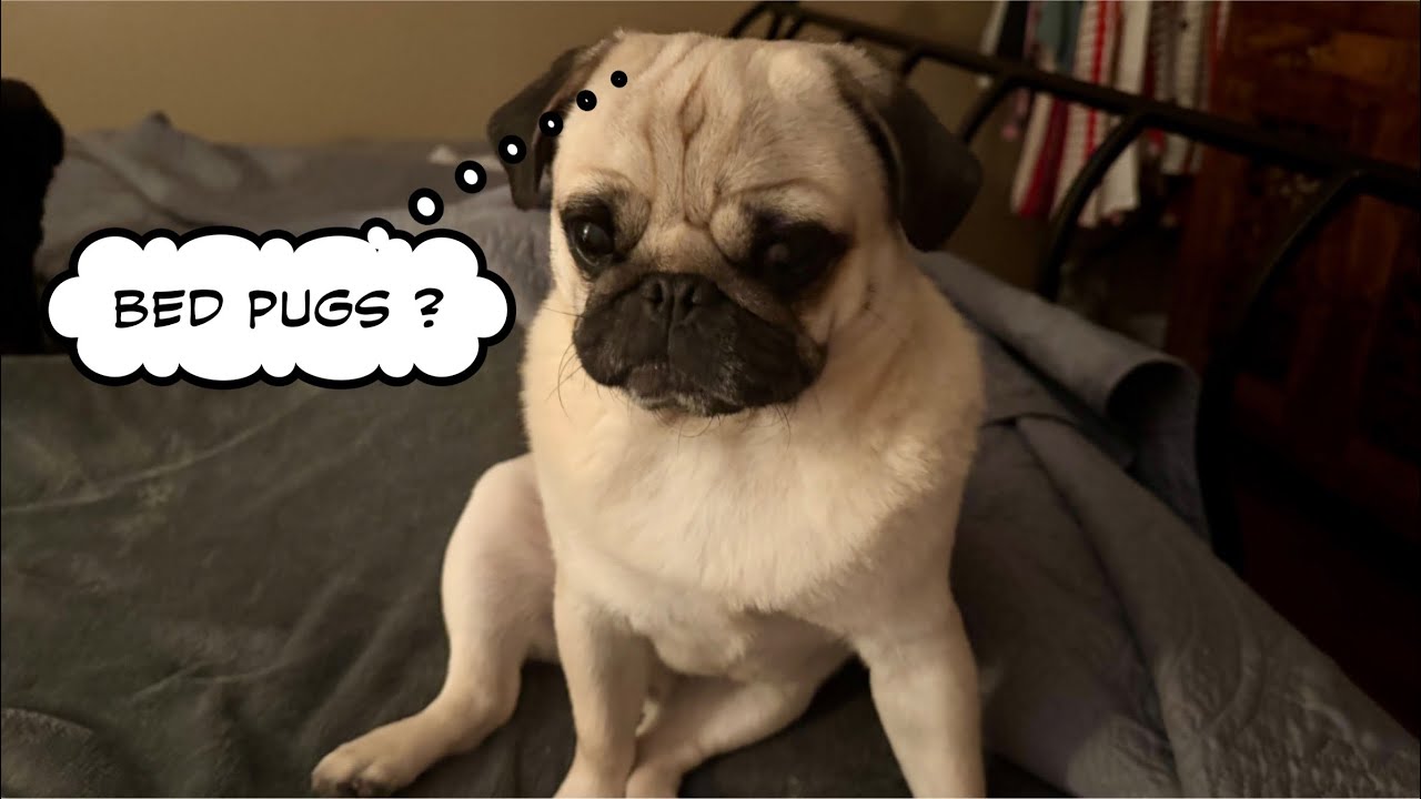 Bedtime PUGS - YouTube