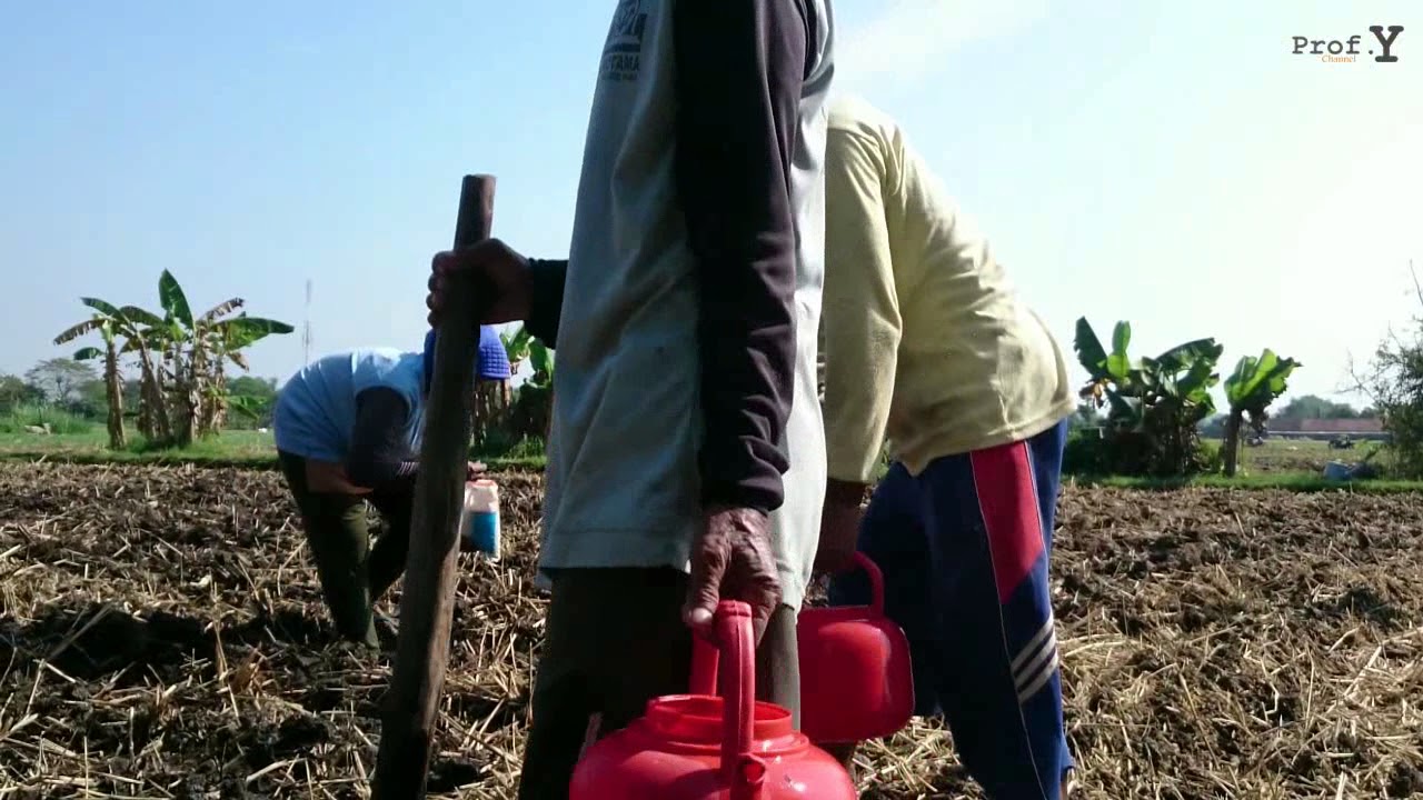 Pertanian Tradisional Indonesia - YouTube