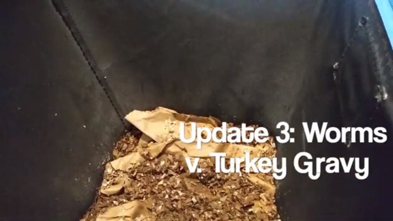 Update 3: Swamp Worms v. Turkey Gravy -Fed Potatoes & Coffee -VB ...