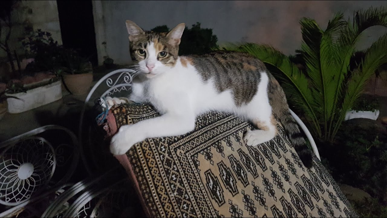 My Cat Enjoys Being High, Making Her Sister Jealous - YouTube